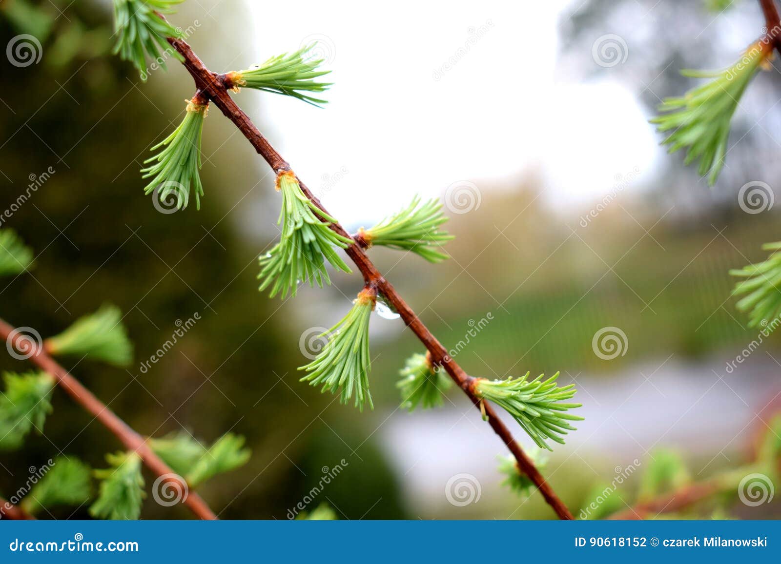 Twig of larch stock photo. Image of twig, larch, rain - 90618152