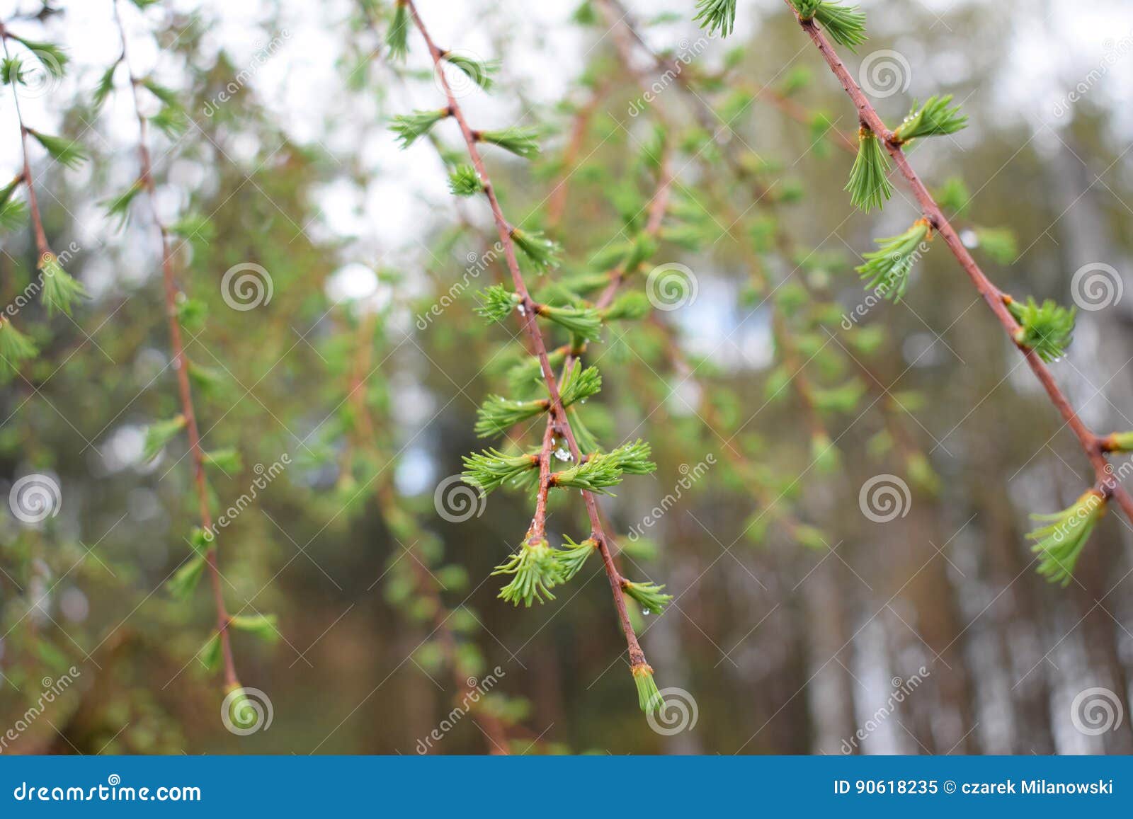 Twig of larch stock image. Image of nature, trees, twig - 90618235