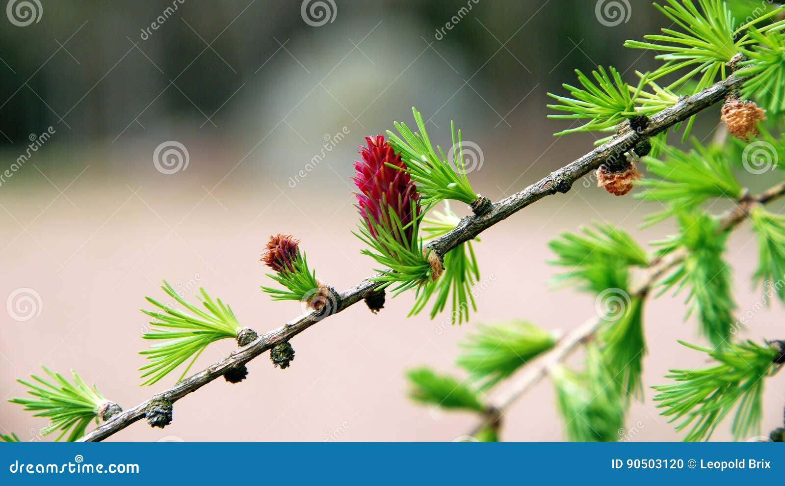 Twig of a Larch with Red Blossom Stock Photo - Image of conifer, spring ...
