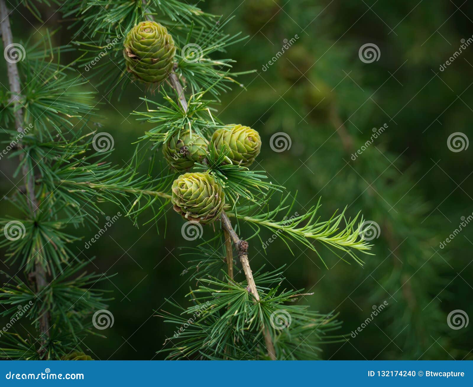 Twig of Larch tree stock photo. Image of cones, larch - 132174240