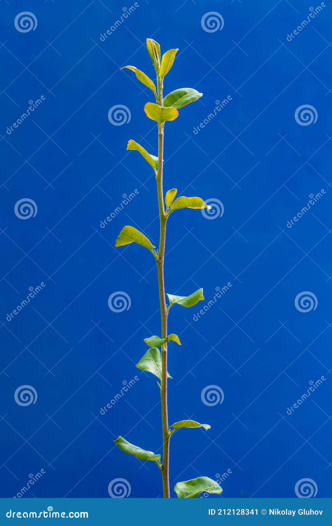 The Twig with Leaves is Vertical on a Blue Background. Front View in ...