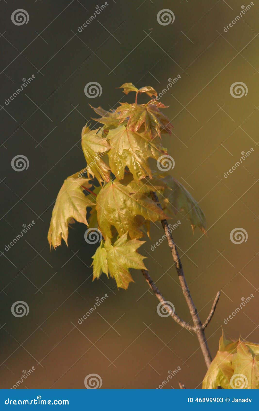 Twig maple stock image. Image of canadian, macro, icon - 46899903