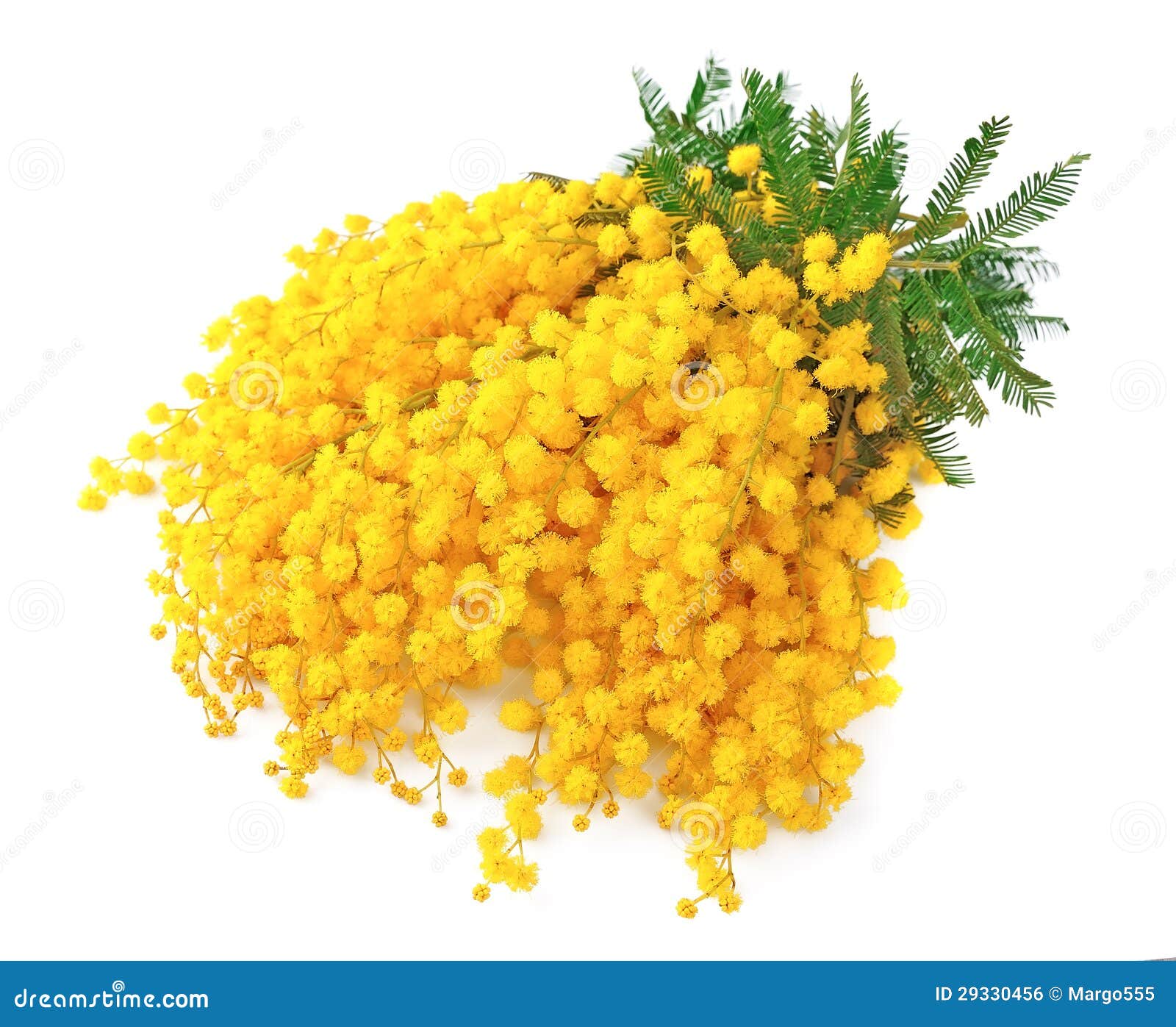 Twig of mimosa flowers stock photo. Image of mimosa, twig - 29330456