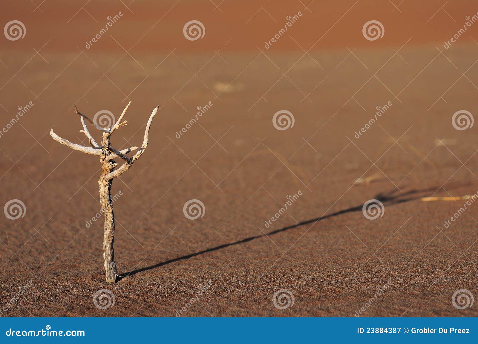 Twig in the namib stock image. Image of sossusvlei, shadow - 23884387