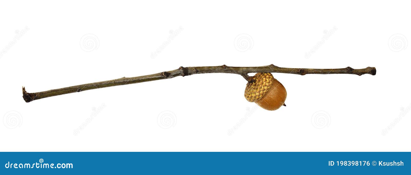 Twig with Oak Acorn Quercus Rubra Stock Photo - Image of brown, season ...