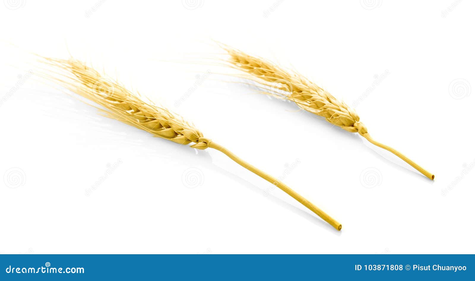 Twig of Oats on a White Background. Top View Stock Photo - Image of ...