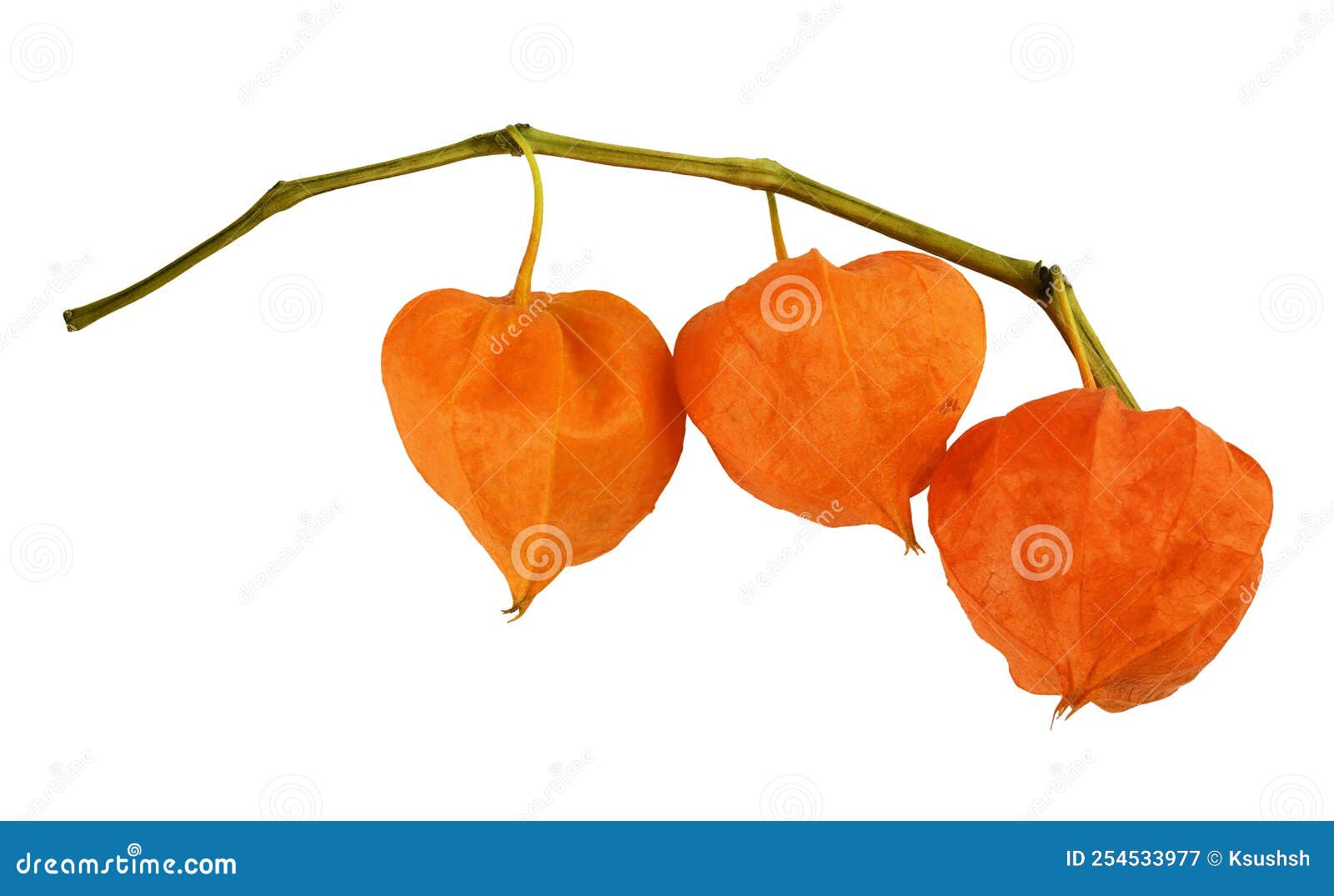Twig of Orange Physalis Isolated Stock Image - Image of fresh, berry ...