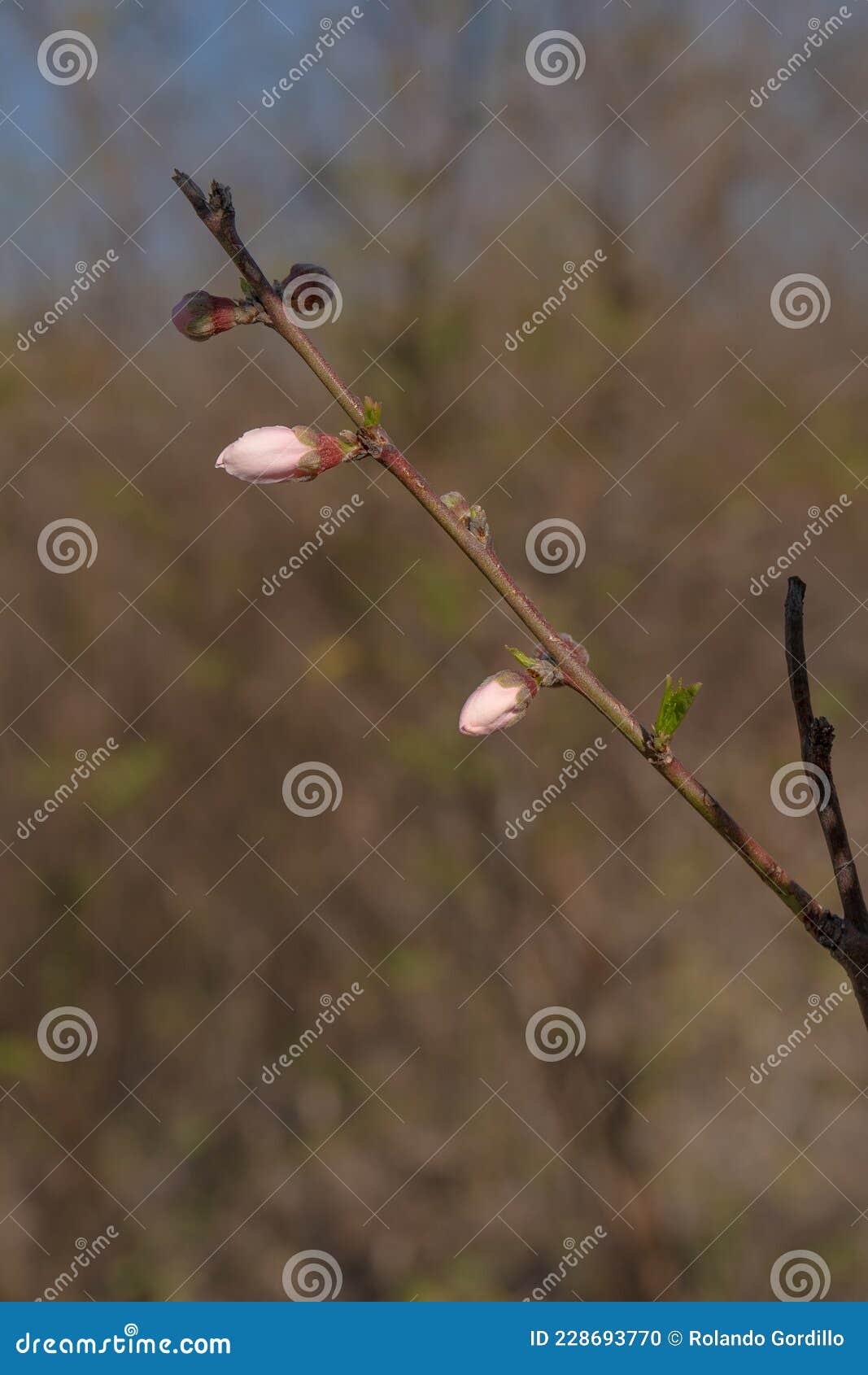 Twig with Peach Blossom Buds Stock Photo - Image of pink, buds: 228693770