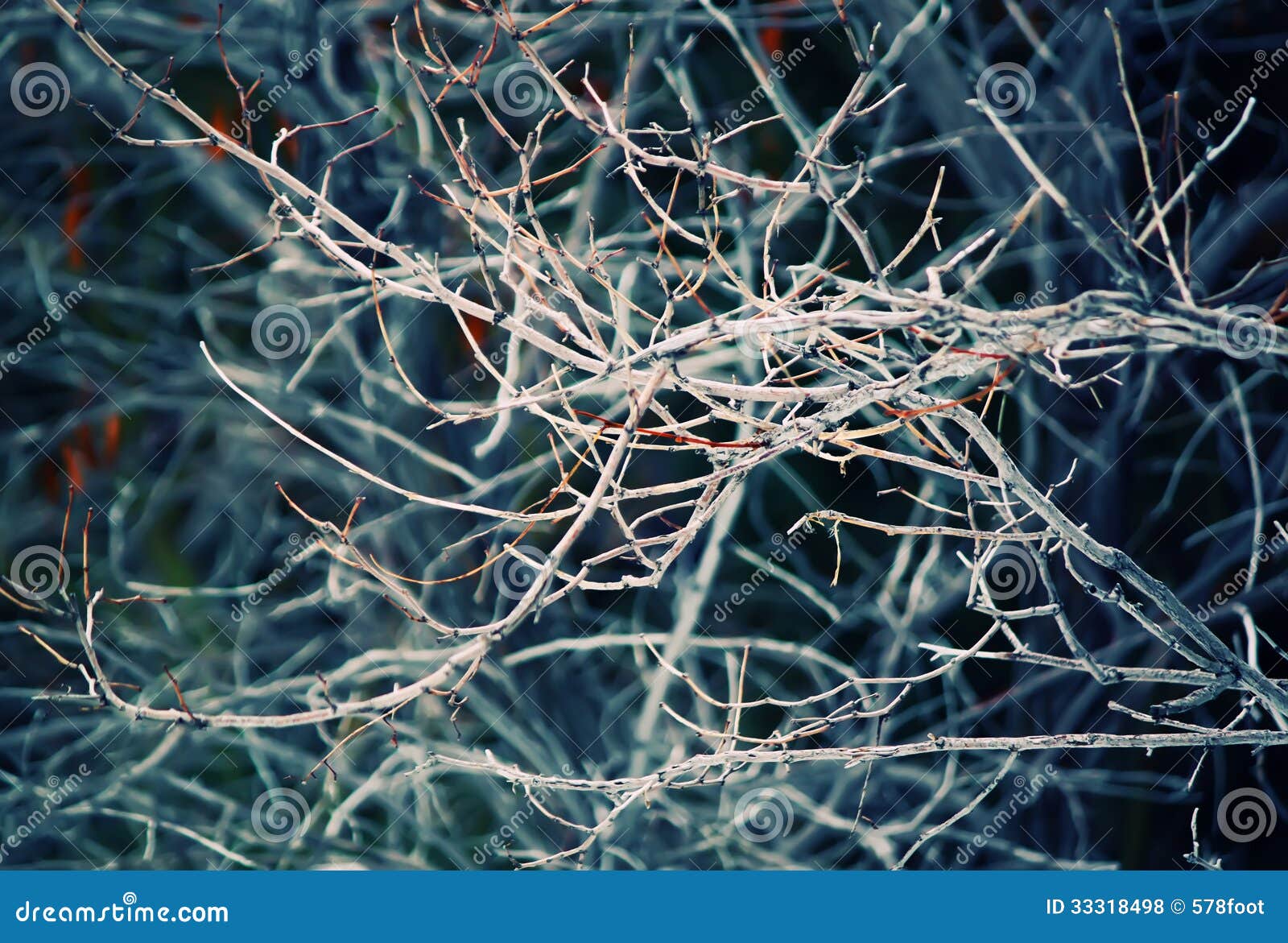 Twig stock photo. Image of scene, plant, weather, outdoor - 33318498