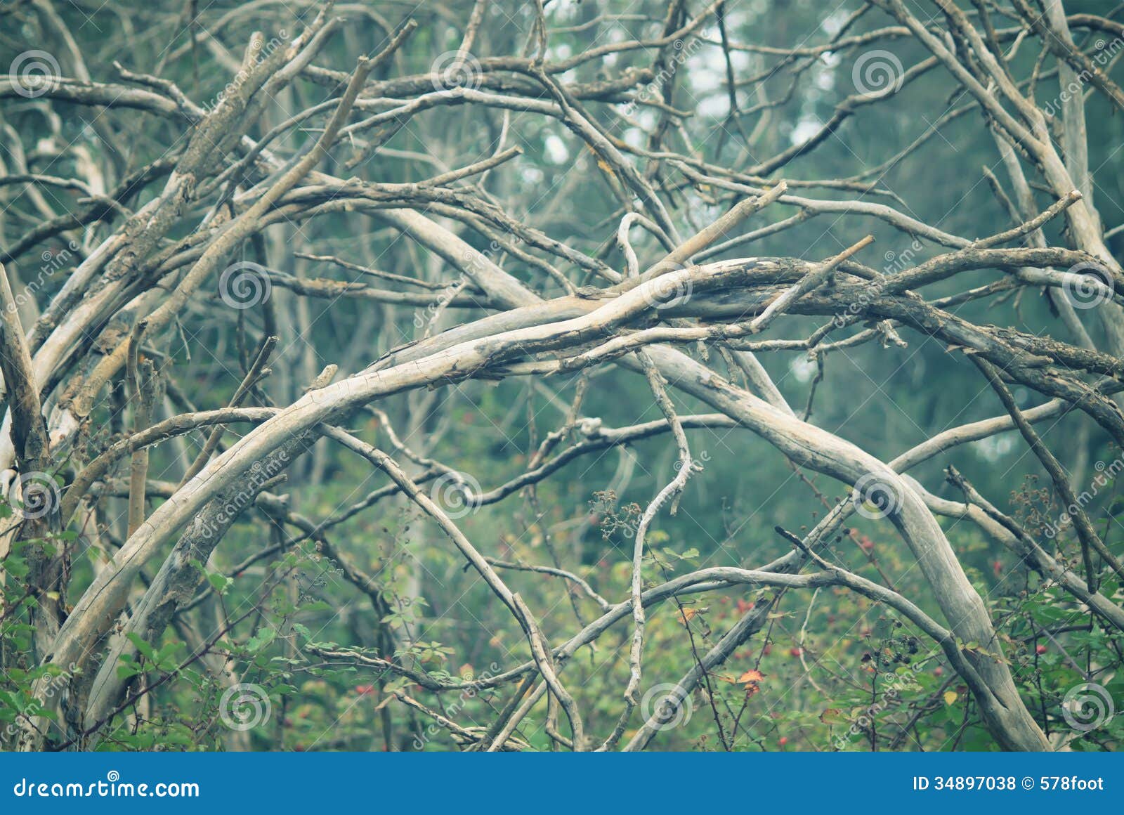 Twig stock photo. Image of branch, wood, forest, white - 34897038