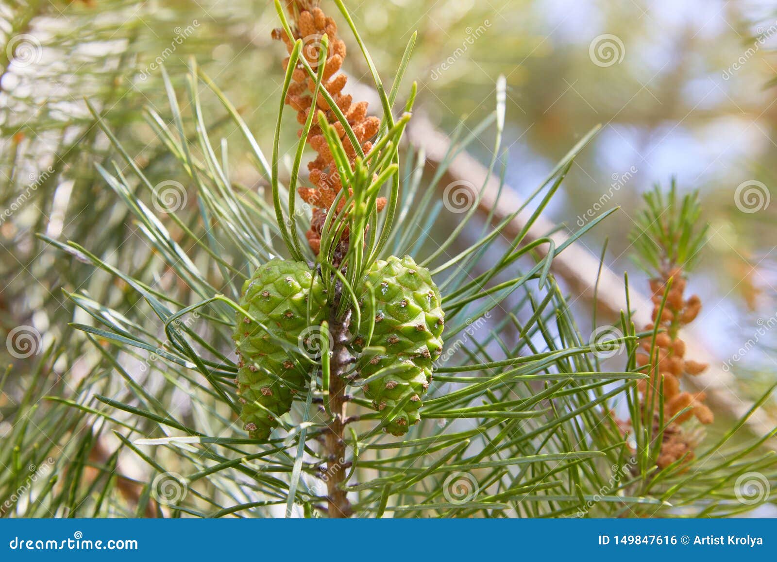 Twig of Pine Tree with Green Cones Outdoors. Stock Photo - Image of ...