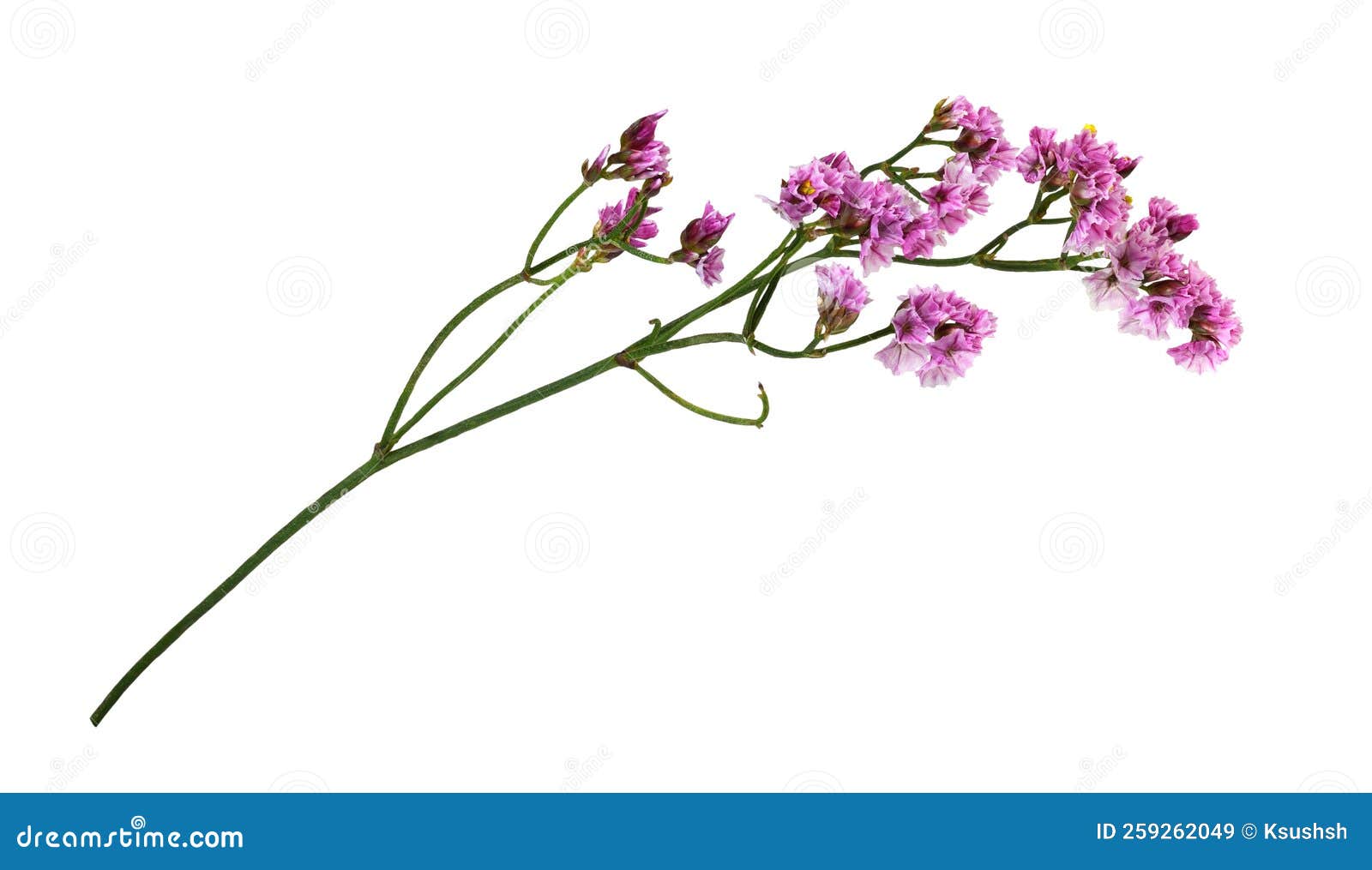 Twig of Pink Limonium Flowers Isolated Stock Image - Image of stem ...