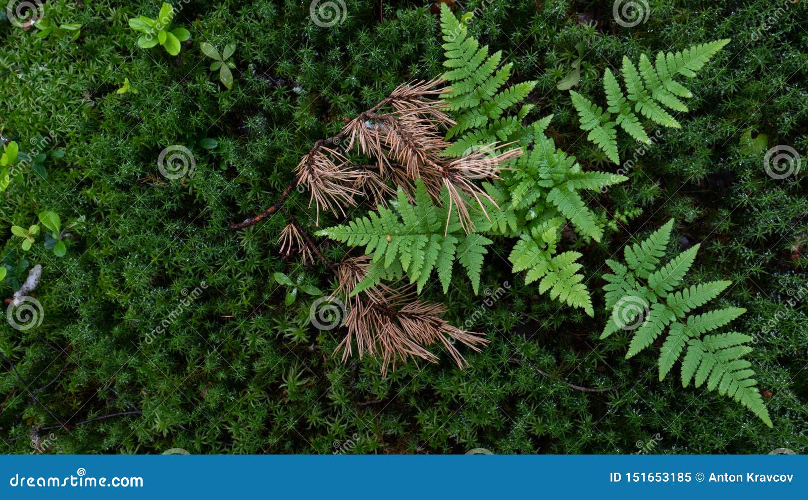 Twig of a Plant in the Middle of an Old Forest Stock Image - Image of ...