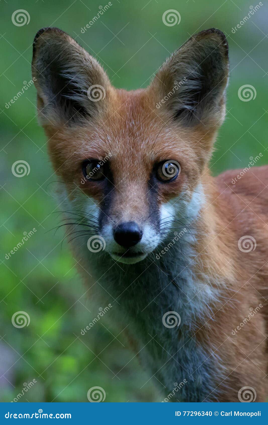 Twig Portrait stock photo. Image of wildlife, portrait - 77296340