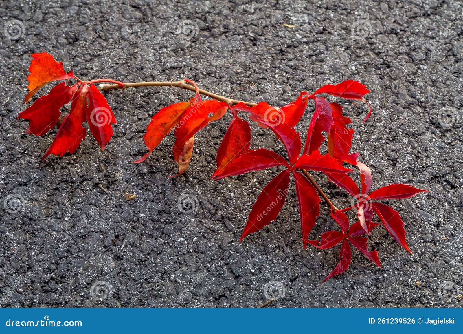 A Twig of Red Leaves Lying on the Asphalt Stock Photo - Image of design ...