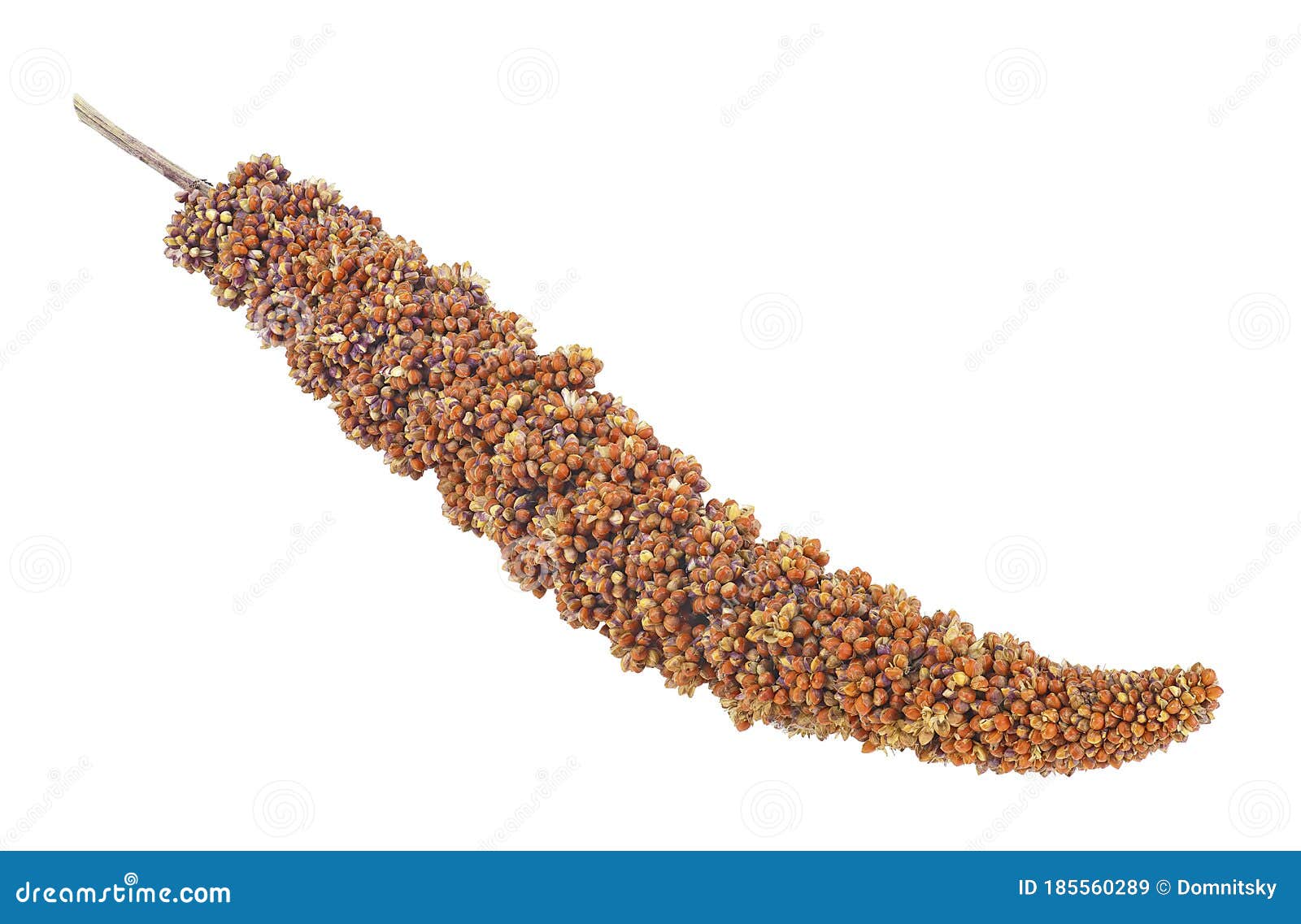 Twig of Red Millet Isolated on White Background. Red Millet Seed Stock ...