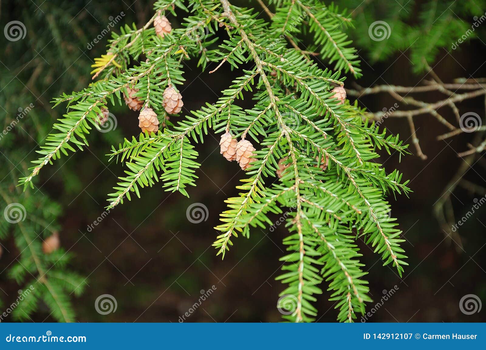 Twig of a Redwood Tree with Cones Stock Image - Image of green, conifer ...
