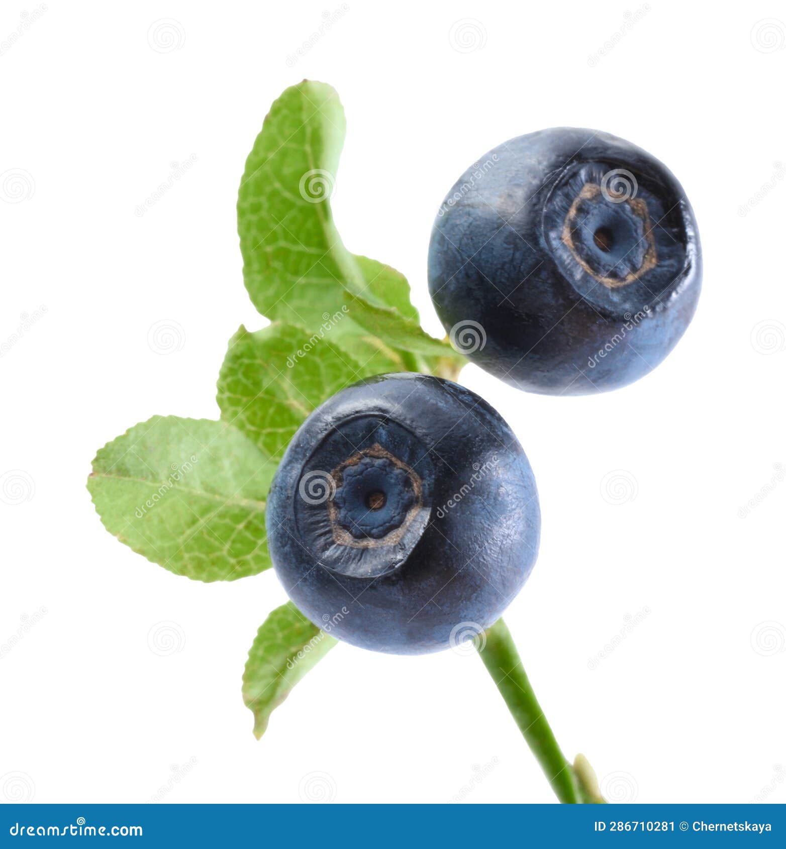 Twig with Ripe Bilberries Isolated on White Stock Image - Image of ...