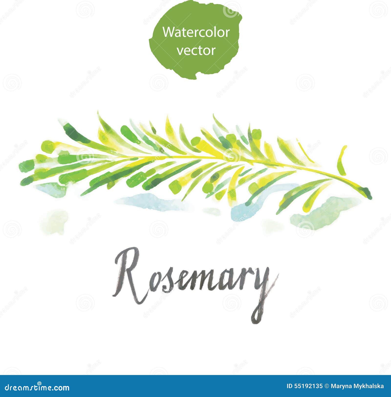 Twig Rosemary Isolated On White Background. Cute Hand Drawn Botanical ...