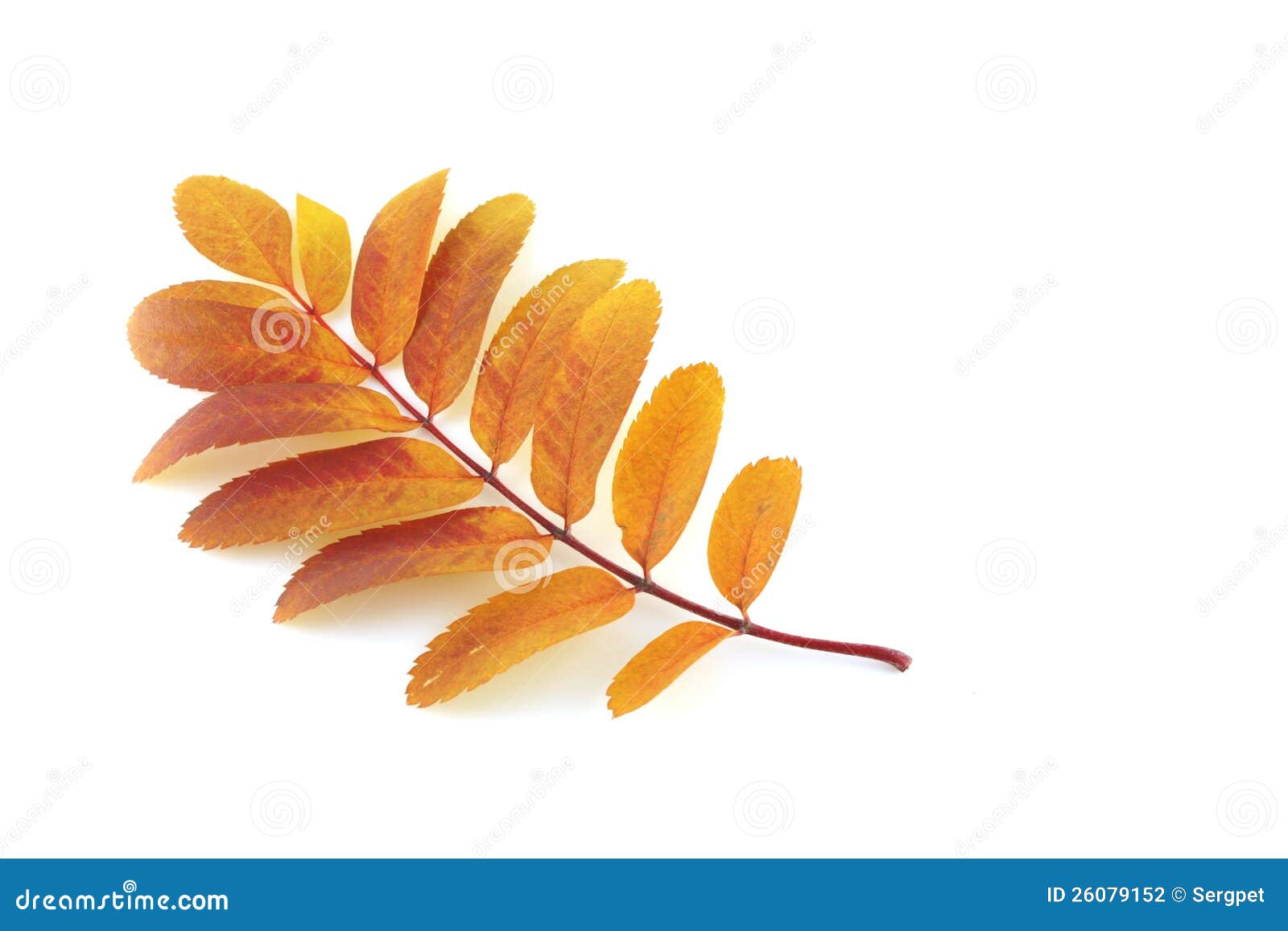 Twig of rowan-tree stock photo. Image of deciduous, orange - 26079152