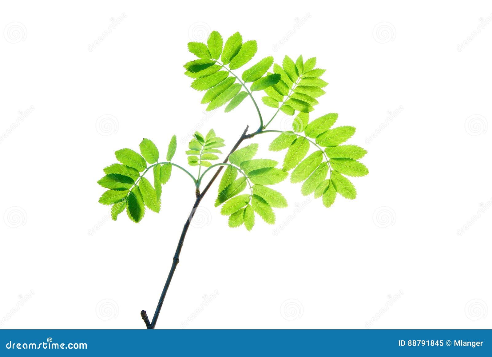 Twig-of-rowan-tree-with-translucent-young-leaves-isolated-on-white ...