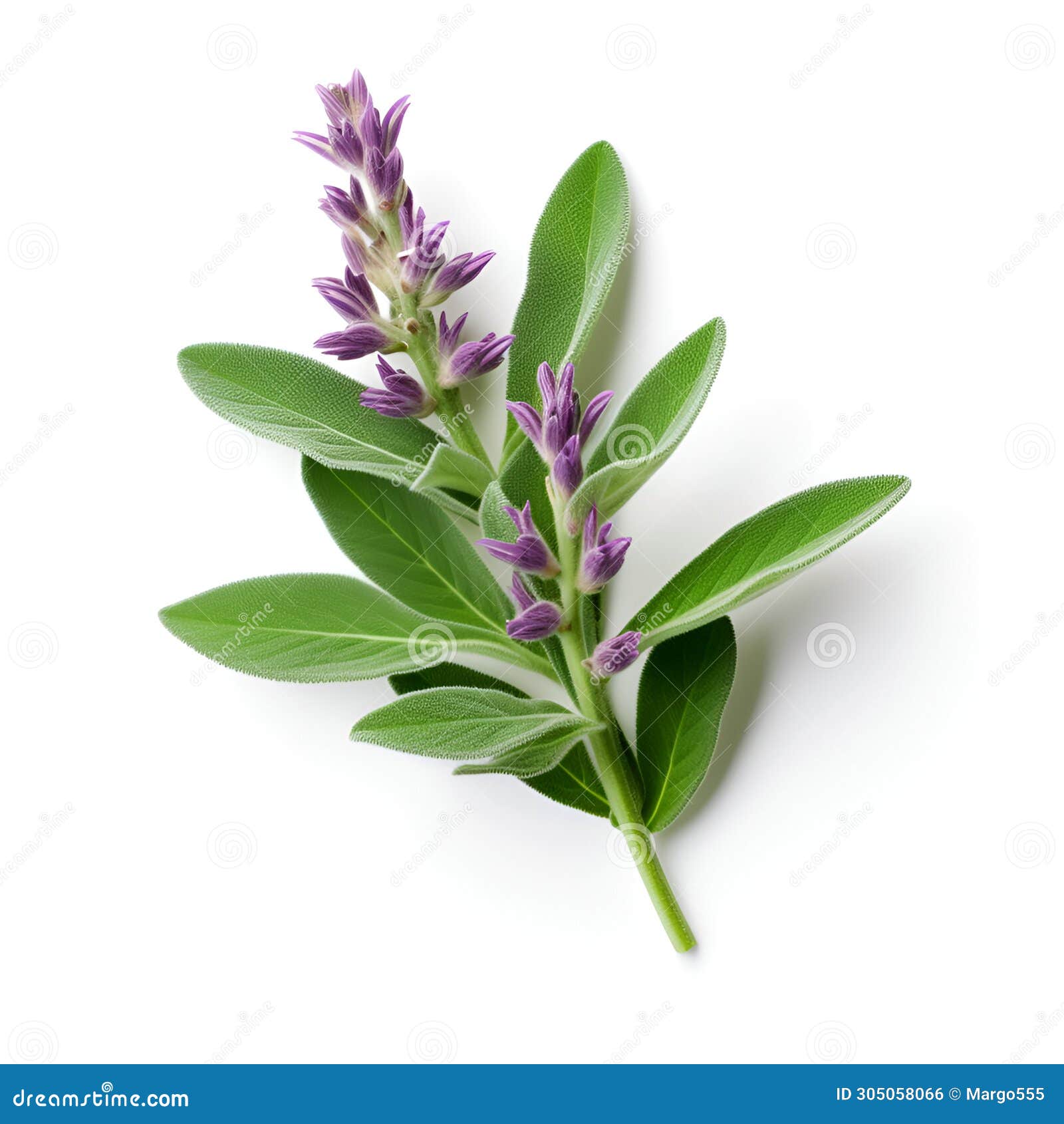 Set Of Sage And Herbs Sage Smudge Sticks Bundles. Vector Stock Hand ...