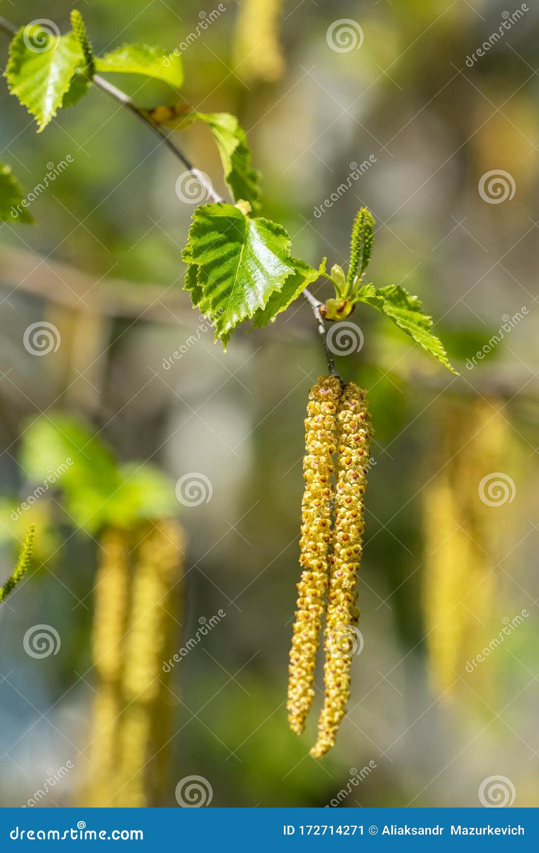 Twig with Seed and Leaves of a Silver Birch Tree in Spring Stock Image ...