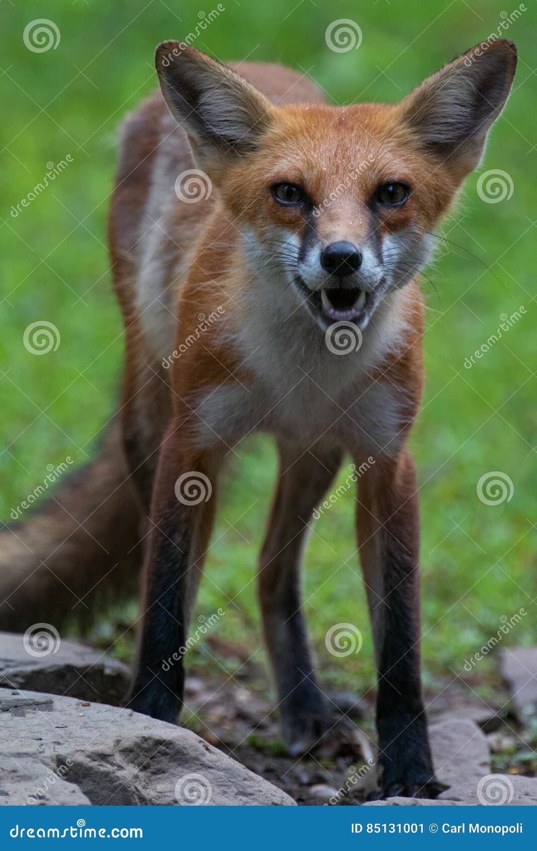Twig Smile stock image. Image of nature, close, smiling - 85131001
