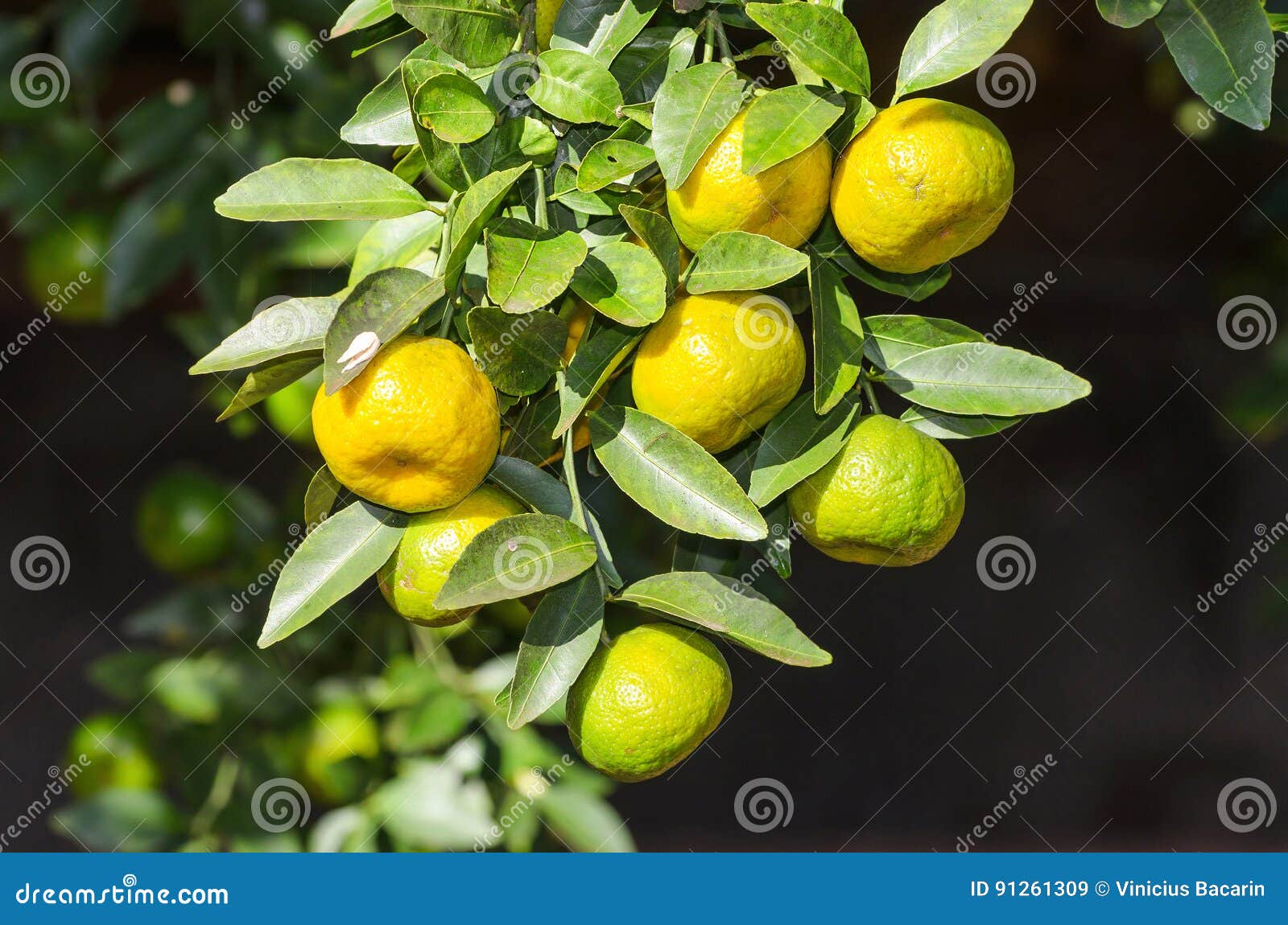 Twig with Some Leaves and Ponkan Fruit. Stock Image - Image of ponkan ...