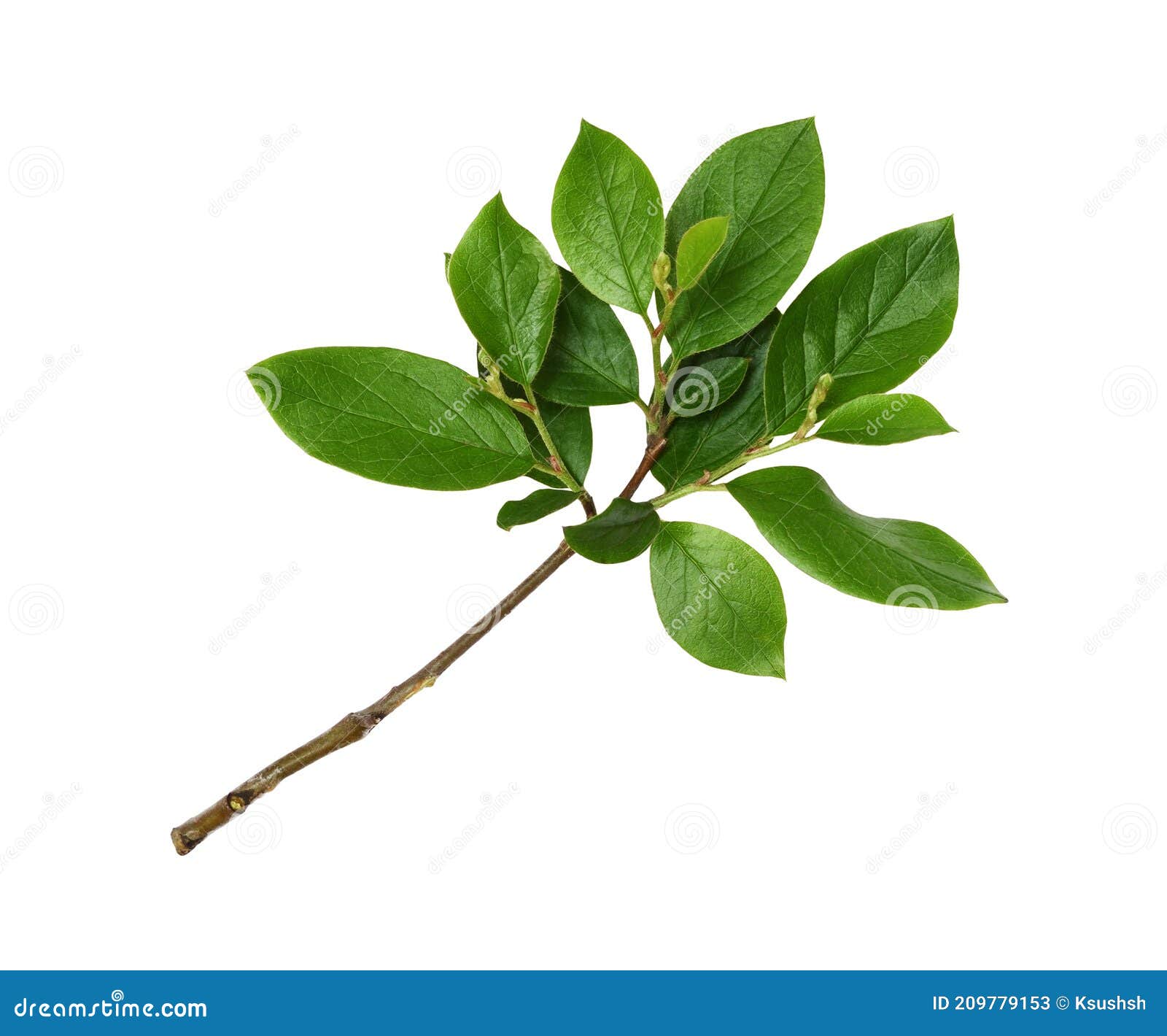 Twig with Spring Green Leaves Stock Image - Image of white, botanical ...