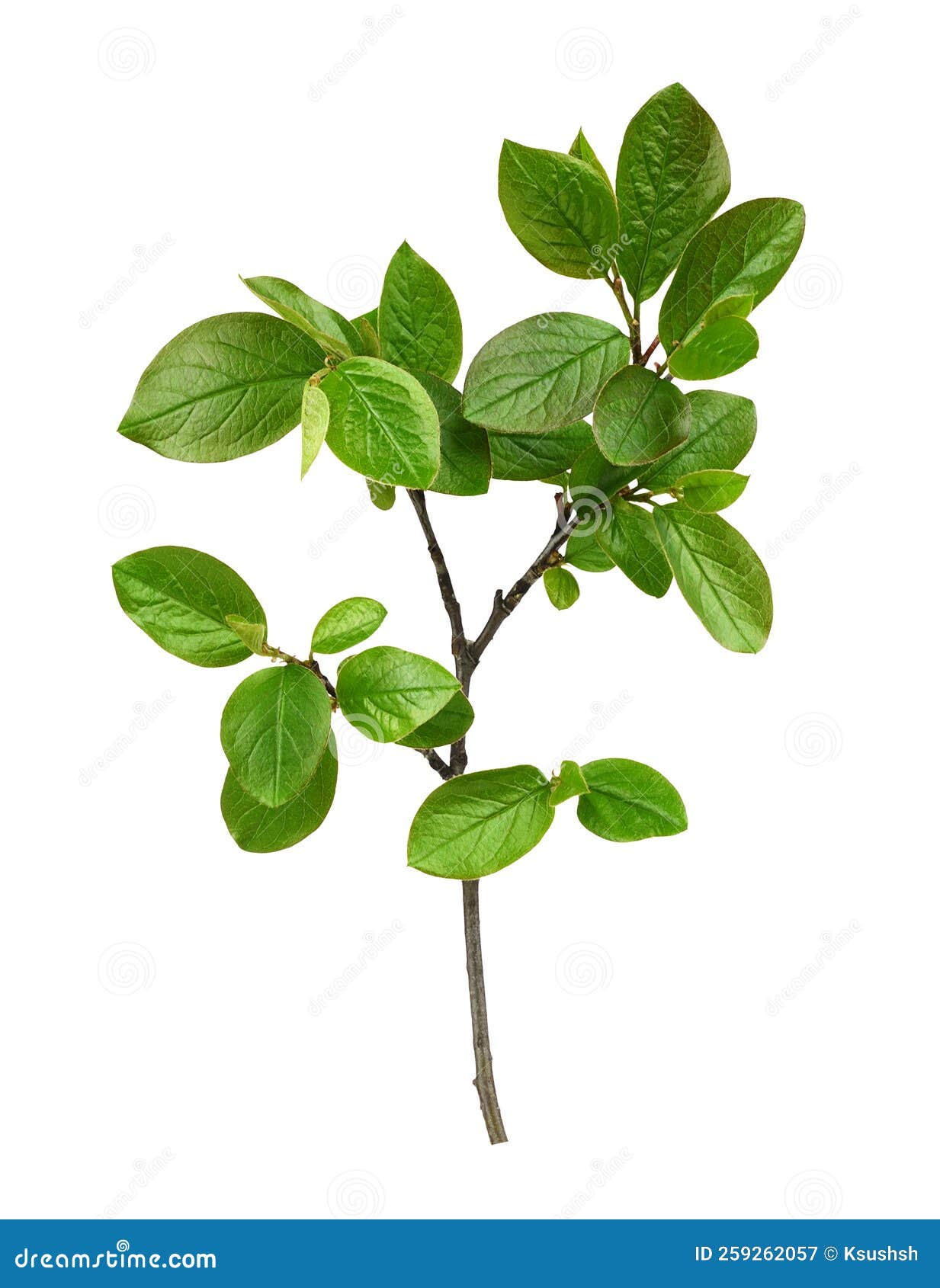 Twig with Spring Green Leaves Isolated Stock Image - Image of freshness ...