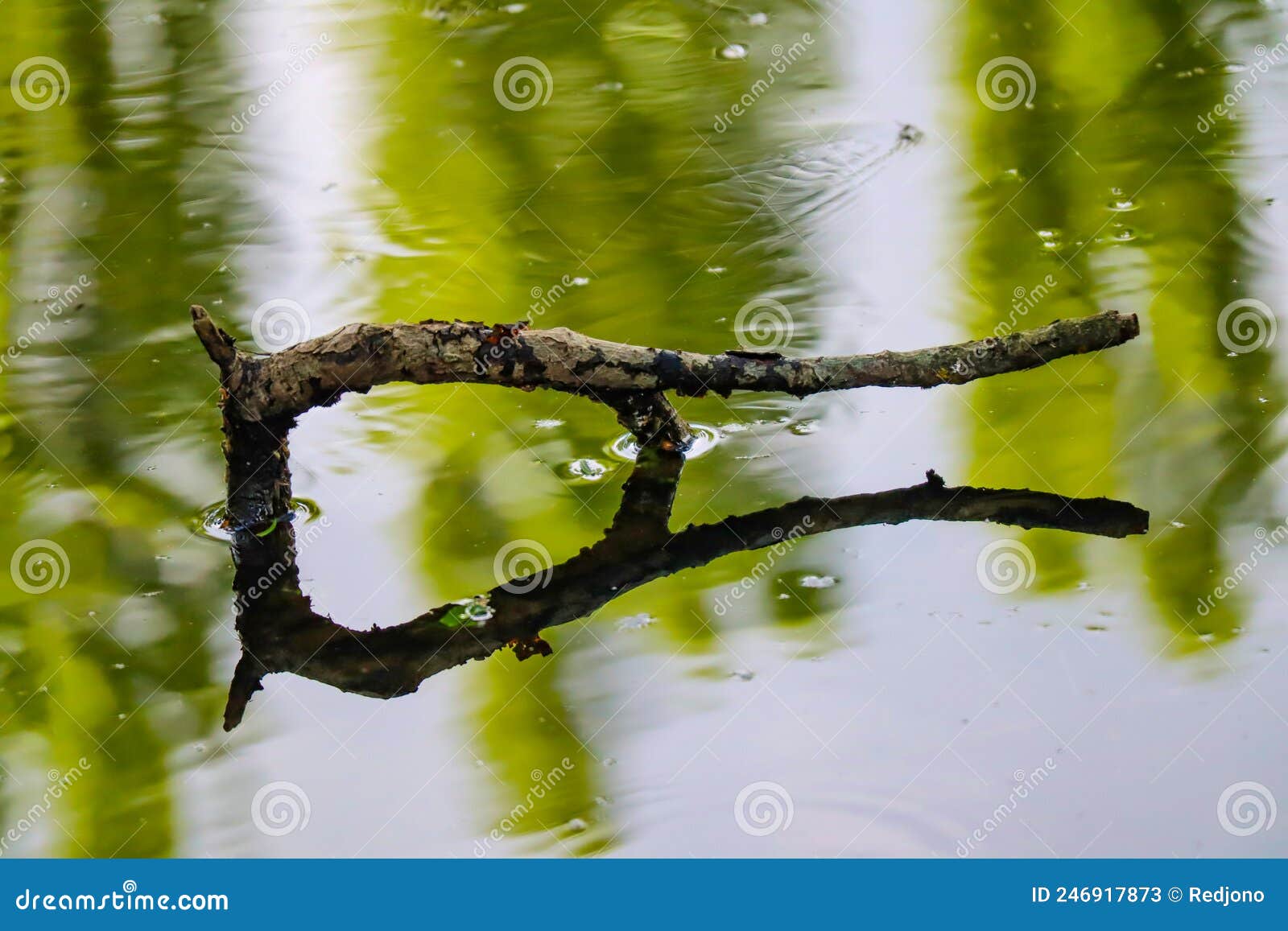 Twig Stick Reflected on Water Surface at Brandon Marsh Stock Image ...