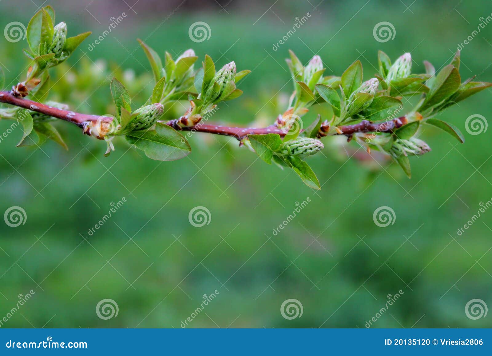 Twig tree stock photo. Image of blossom, forest, kidney - 20135120