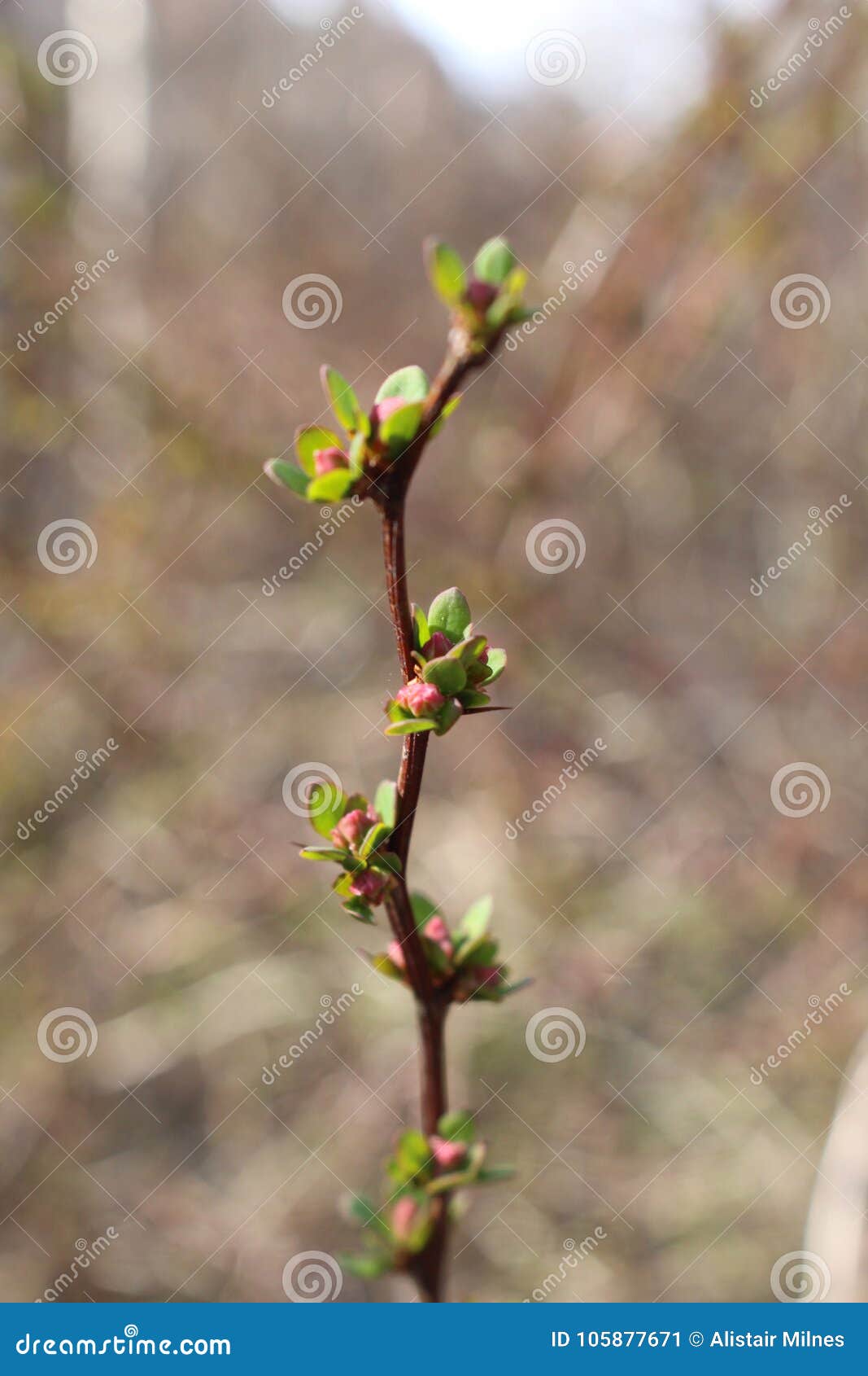 Twig on a Tree Beginning To Bud with Leaves and Flowers Stock Image ...