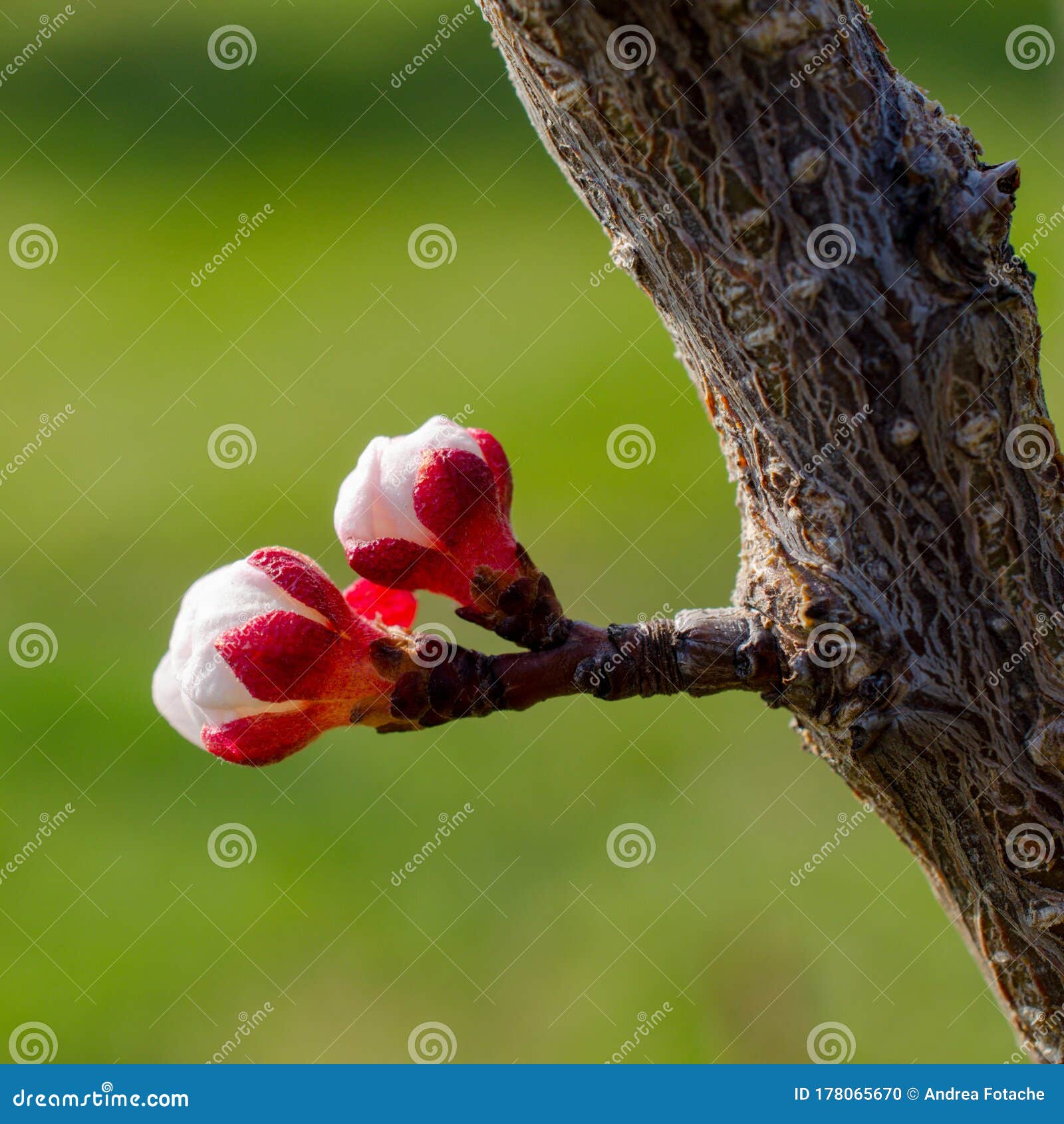 Twig of tree with bud stock photo. Image of branches - 178065670