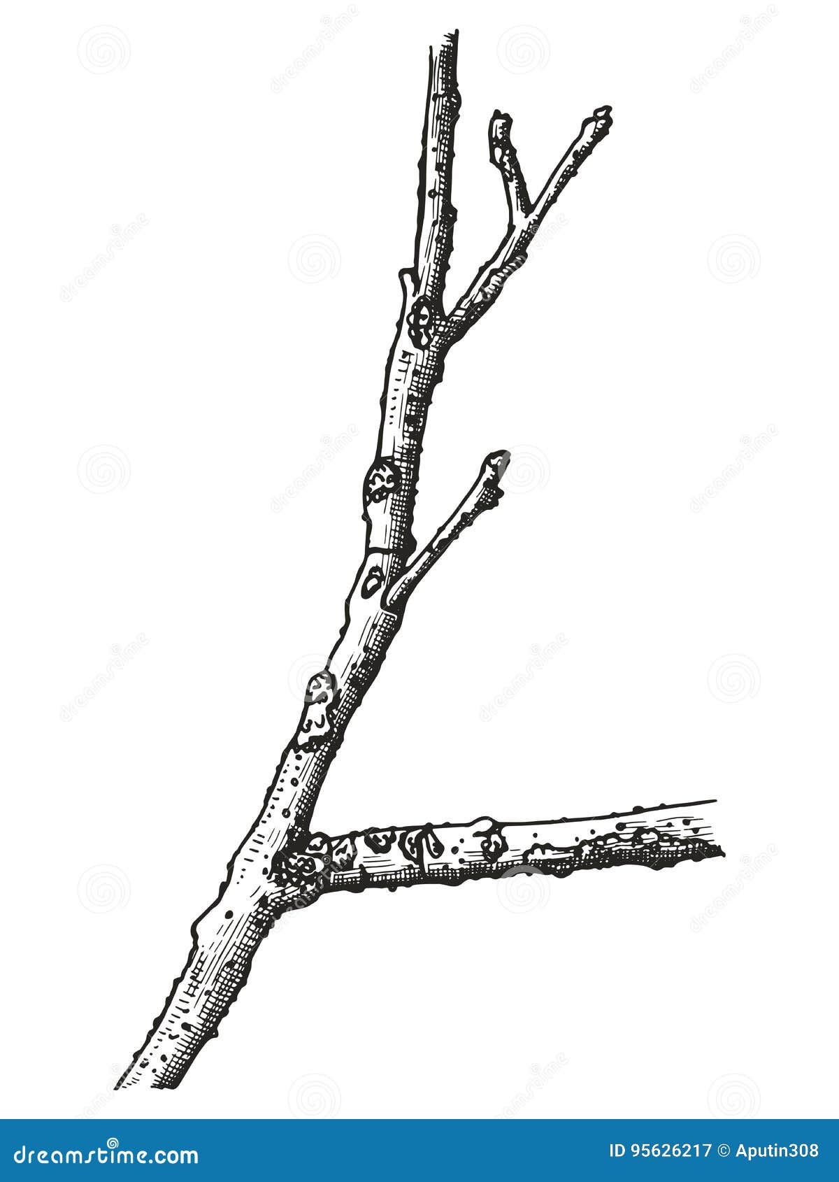 Twig from a Tree. Sketch Vector Stock Vector - Illustration of isolated ...