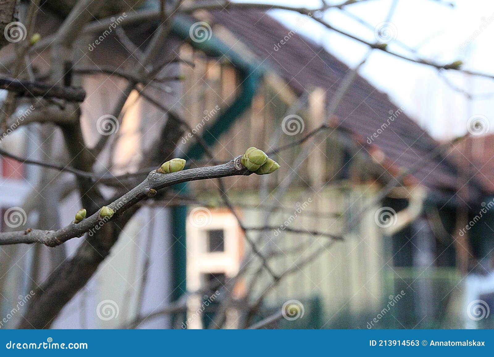 A Twig of a Tree Sprouting Young Leaves, in the Background an Old House ...