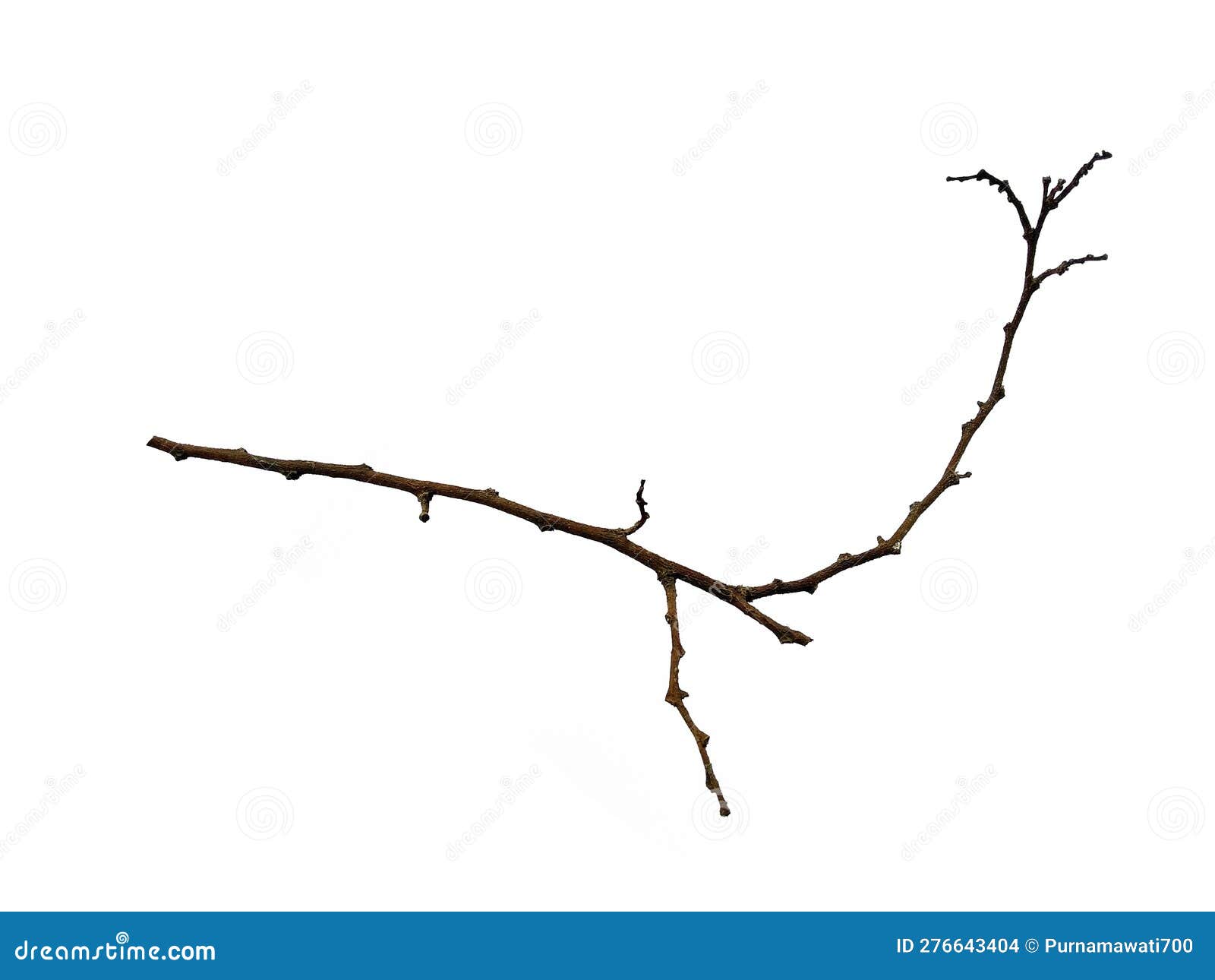 Twig or Tree Sticks Isolated on White Background Stock Photo - Image of ...