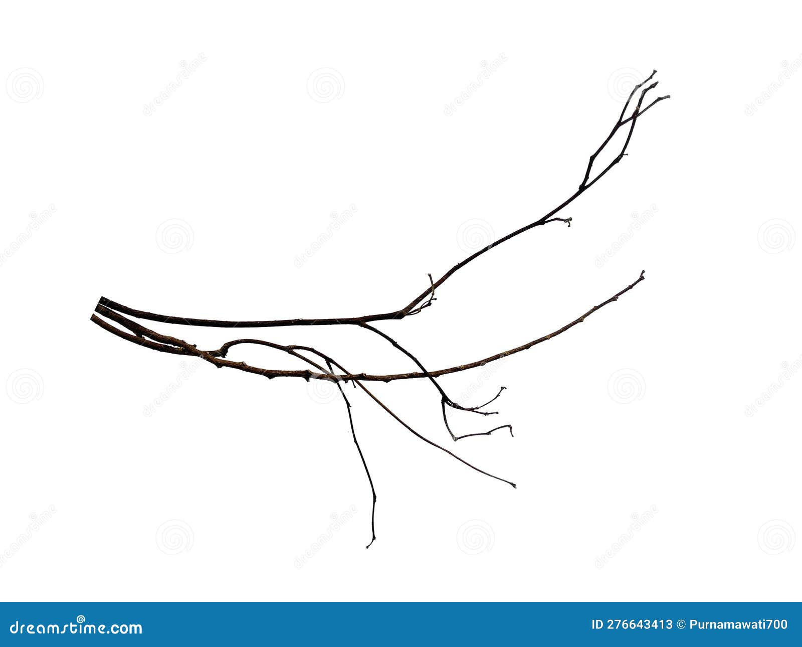 Twig or Tree Sticks Isolated on White Background Stock Image - Image of ...