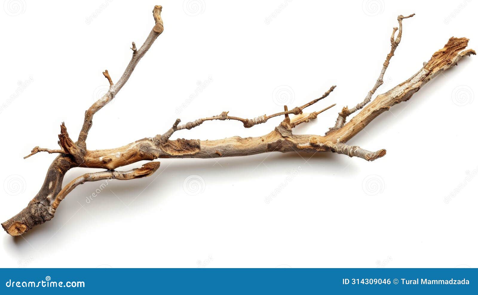 Twig of Tree on White Backdrop Stock Illustration - Illustration of ...