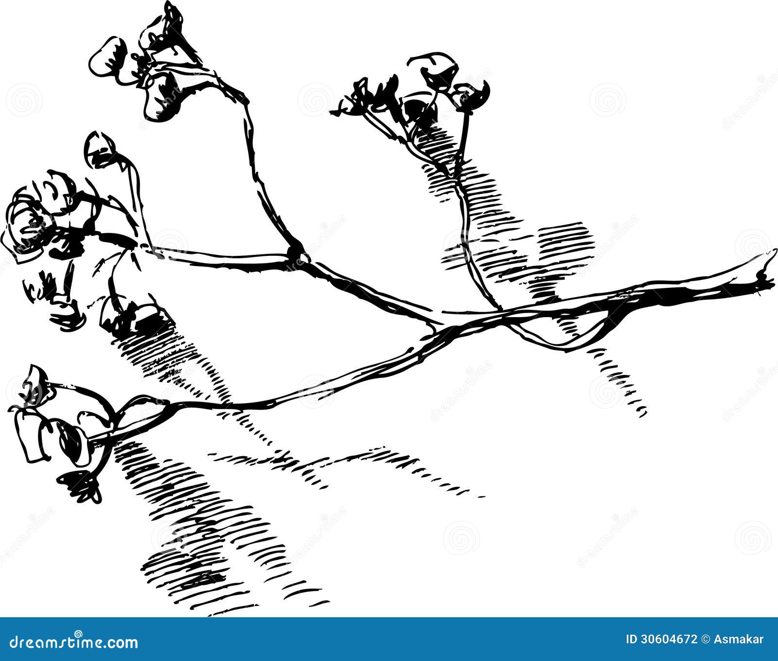 Twig stock vector. Illustration of drawn, drawing, plant - 30604672