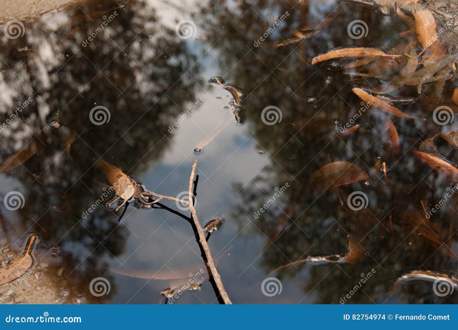 Twig water reflection stock photo. Image of water, tree - 82754974