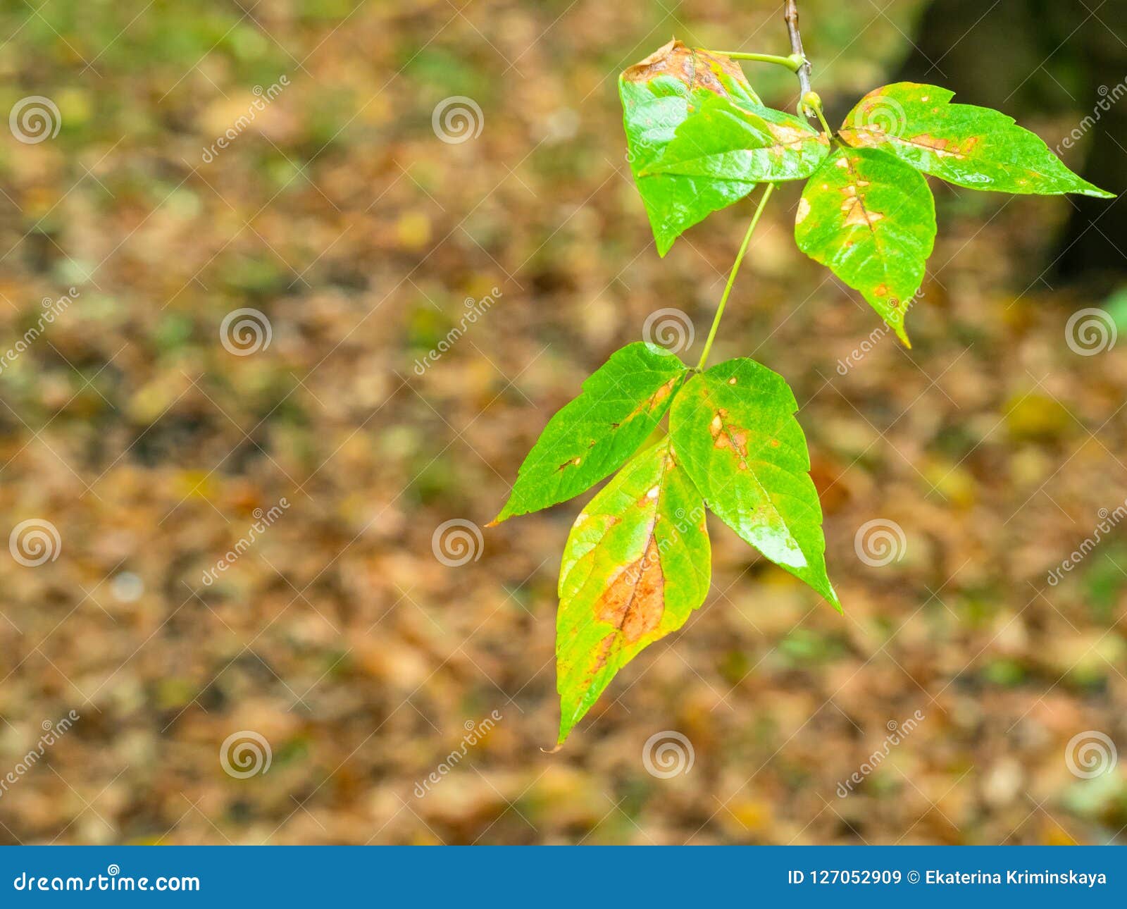 Wet Leaves of Maple Ash Tree in Autumn Rain Stock Image - Image of ...