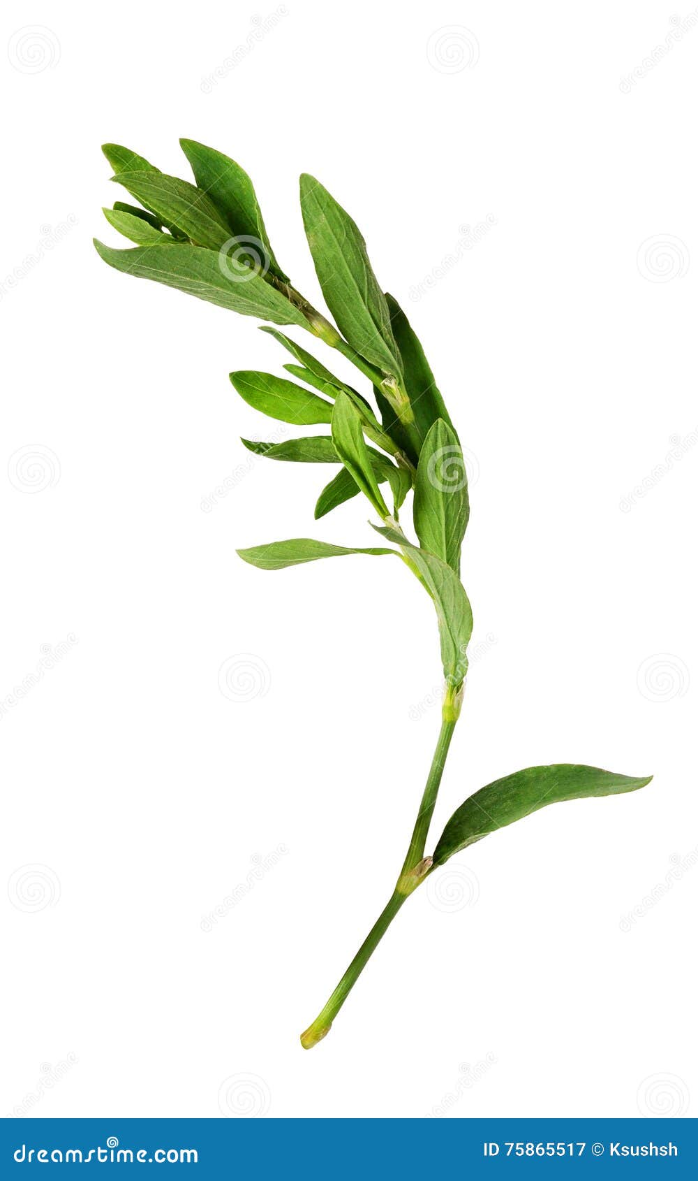 Twig of wild grass stock image. Image of beauty, leaf - 75865517