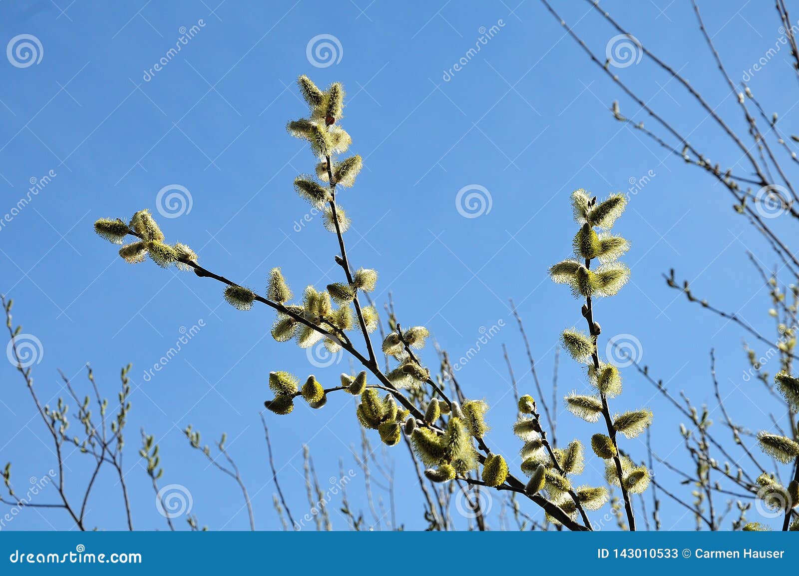 Flowering Twig of a Willow Tree in Sunlight Stock Image - Image of ...