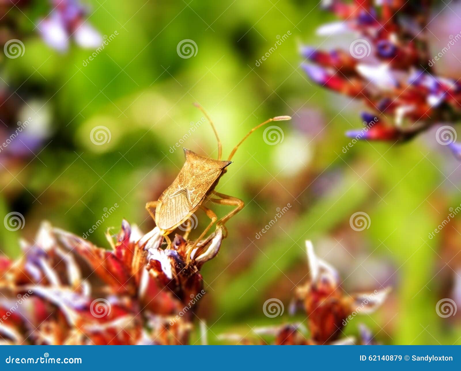 Twig wilter insect 1 stock image. Image of statice, gardens - 62140879