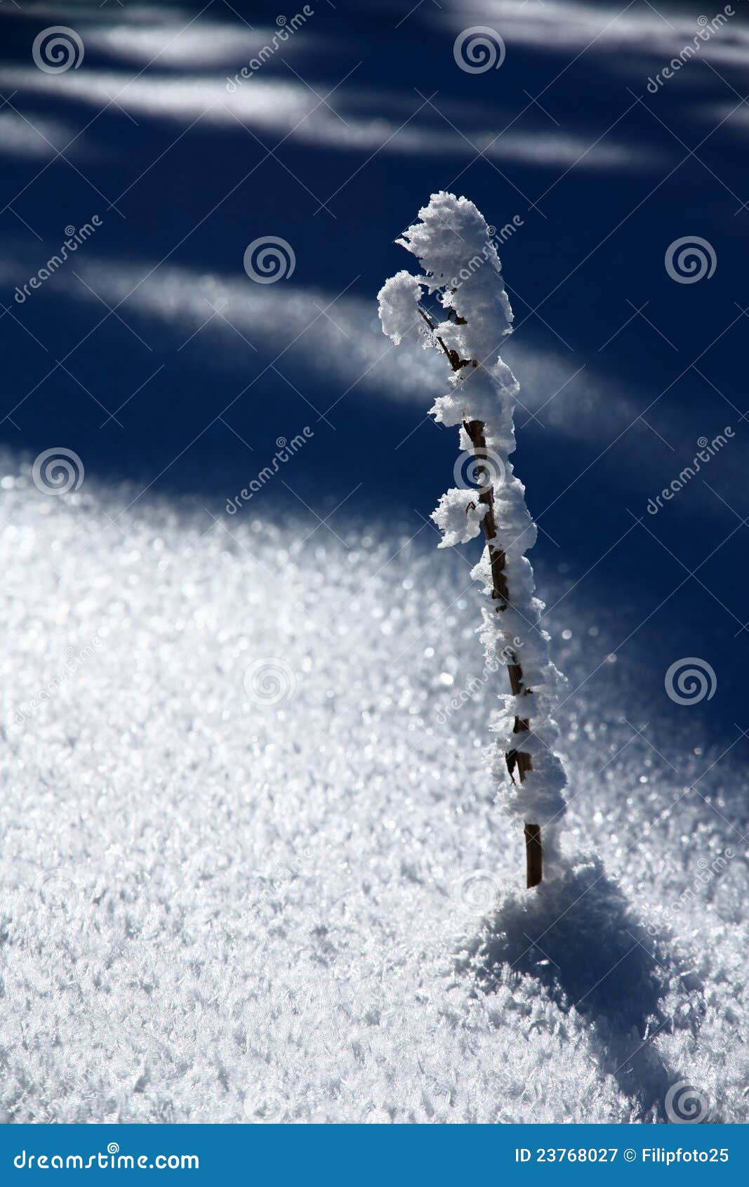 Twig wrapped in snow stock image. Image of blue, forest - 23768027