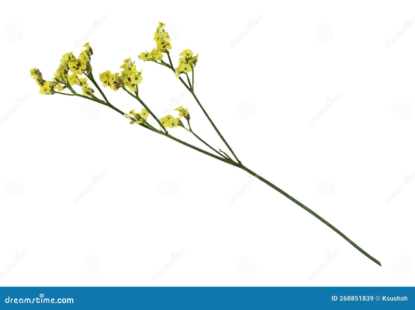 Twig of Yellow Limonium Flowers Isolated Stock Image - Image of cutout ...