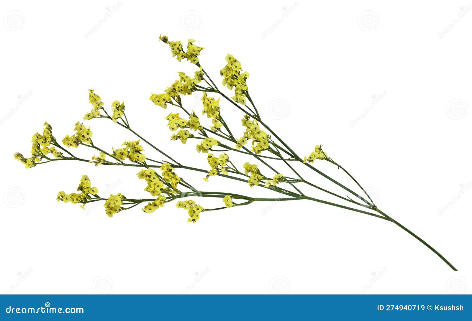 Twig of Yellow Limonium Flowers Isolated Stock Image - Image of ...