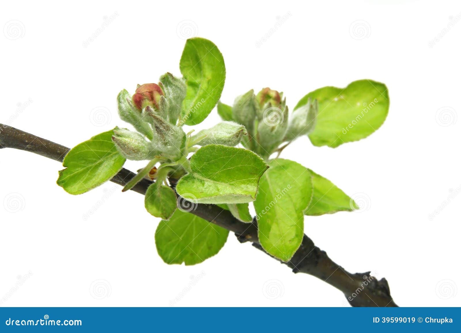 Twig with Young Buds of Apple Tree Stock Image - Image of season ...